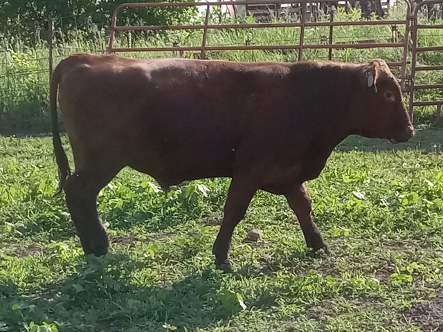 Red Angus Bulls - Nex-Tech Classifieds