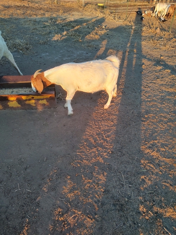 Heavy bred Boer doe - Nex-Tech Classifieds
