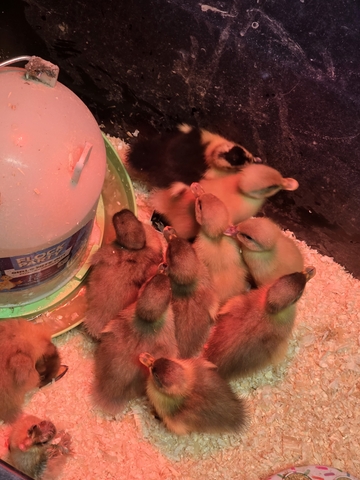 Barnyard mix ducklings - Nex-Tech Classifieds