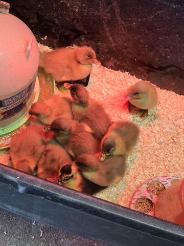 Barnyard mix ducklings - Nex-Tech Classifieds