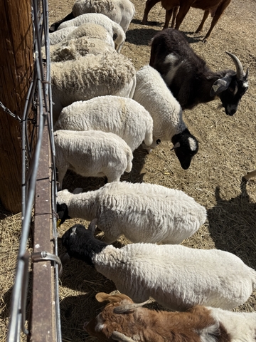 Dorper sheep - Nex-Tech Classifieds