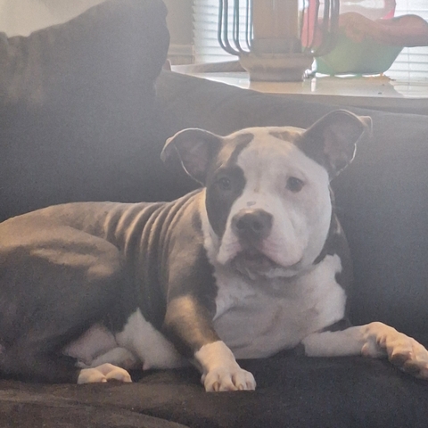 Pretty Pitty Girl - Nex-Tech Classifieds