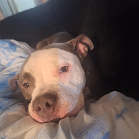 Pretty Pitty Girl - Nex-Tech Classifieds