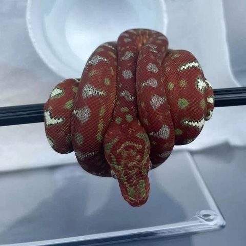 Emerald tree boas captive breed - Nex-Tech Classifieds
