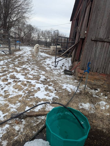 Livestock Guardian Dog - Nex-Tech Classifieds