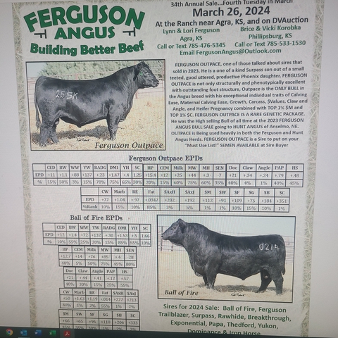 FERGUSON ANGUS BULL SALE - Nex-Tech Classifieds