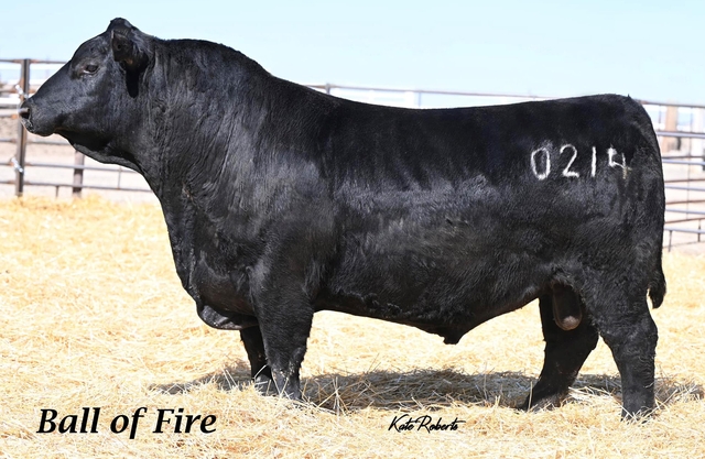 Ferguson Angus Bull Sale Nex Tech Classifieds