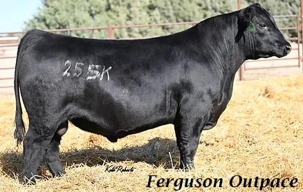 FERGUSON ANGUS BULL SALE - Nex-Tech Classifieds
