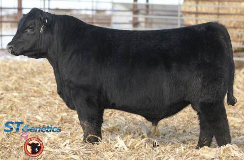FERGUSON ANGUS BULL SALE - Nex-Tech Classifieds