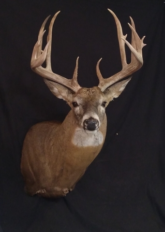 Fine Art Taxidermy - Taxidermist - Nex-Tech Classifieds