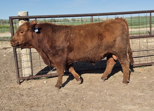 Registered red angus bulls - Nex-Tech Classifieds