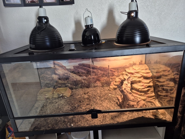Bearded Dragon - Nex-Tech Classifieds