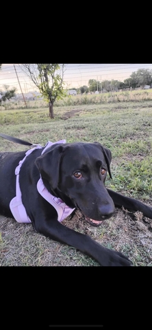 Black lab - Nex-Tech Classifieds