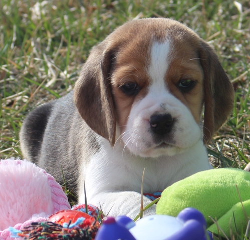 AKC "Clay" Beagle Puppy - Nex-Tech Classifieds