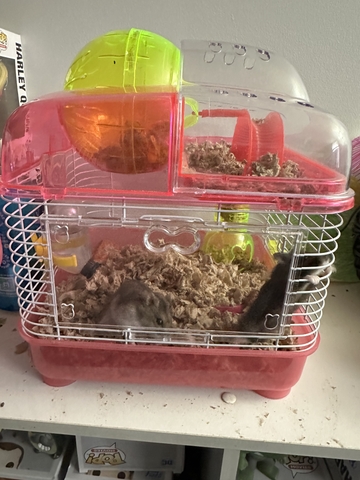 two hamsters, cage, fiod - Nex-Tech Classifieds