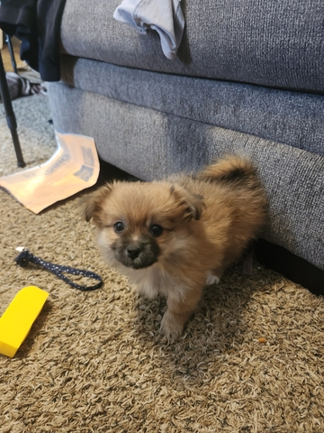 10 week peke-a-poo/pom puppy - Nex-Tech Classifieds