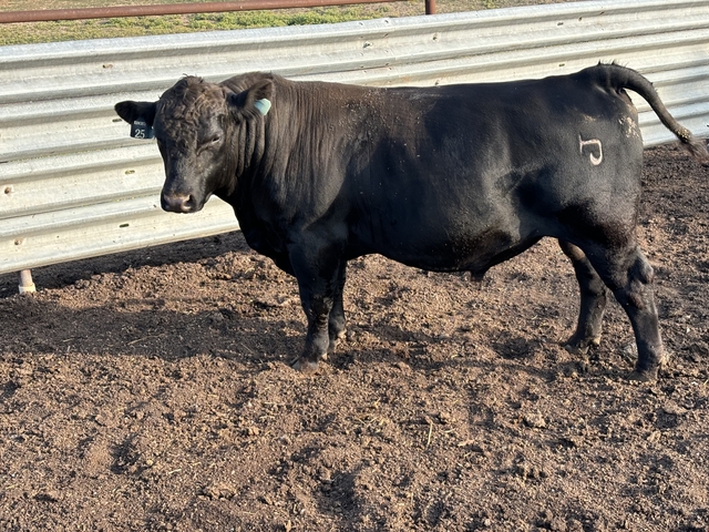 Balancer Bulls - Nex-Tech Classifieds