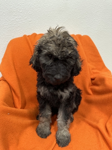 F1bb LABRADOODLES - Nex-Tech Classifieds