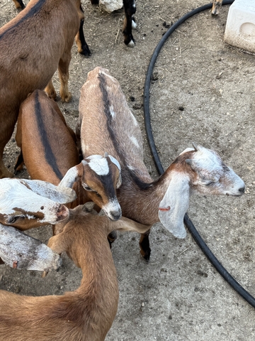 Nubian & boers - Nex-Tech Classifieds