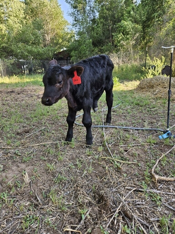 Bucket calves - Nex-Tech Classifieds