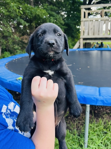 Border Collie/Labrador Cross Puppies - Nex-Tech Classifieds