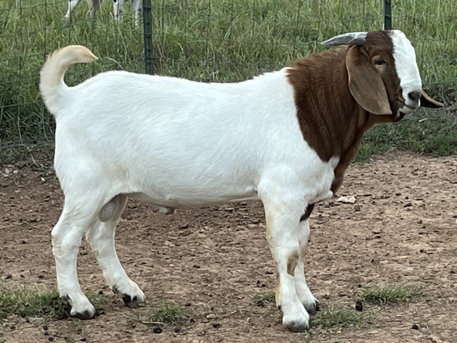 Boer Bucks - Nex-Tech Classifieds