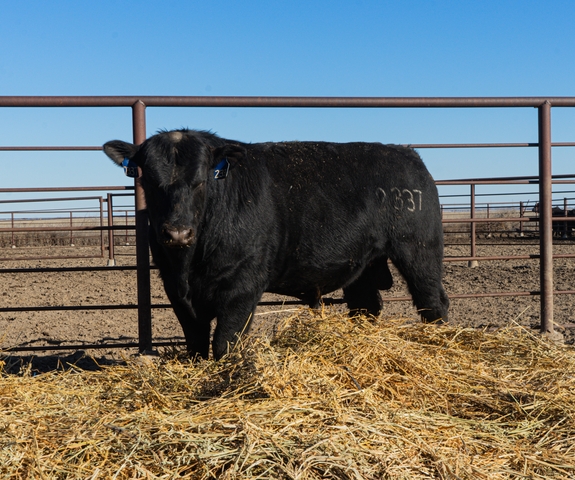 REGISTERED BLACK ANGUS BULLS FOR SALE - Nex-Tech Classifieds