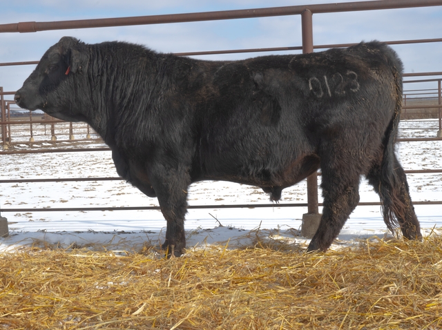 REGISTERED BLACK ANGUS BULLS FOR SALE - Nex-Tech Classifieds