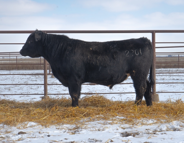 REGISTERED BLACK ANGUS BULLS FOR SALE - Nex-Tech Classifieds