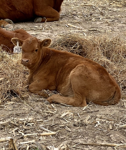 Red Angus Heifer Calf - Nex-Tech Classifieds