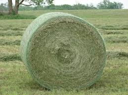 Alfalfa round bales - Nex-Tech Classifieds