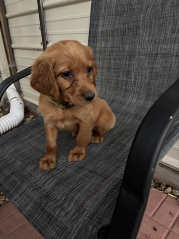 Pure bred irish setter puppuies - Nex-Tech Classifieds