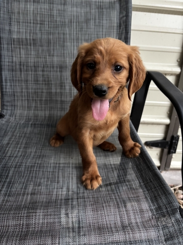 Pure bred irish setter puppuies - Nex-Tech Classifieds