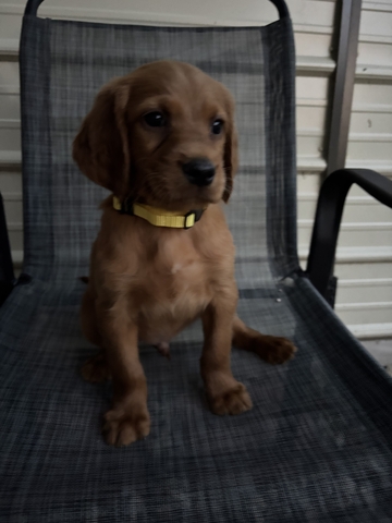 Pure bred irish setter puppuies - Nex-Tech Classifieds