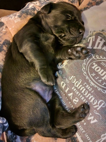 AKC lab puppies!!! - Nex-Tech Classifieds