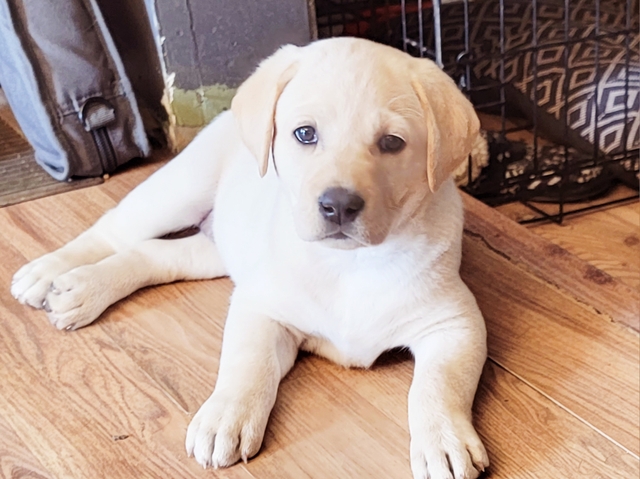 AKC lab puppies!!! - Nex-Tech Classifieds