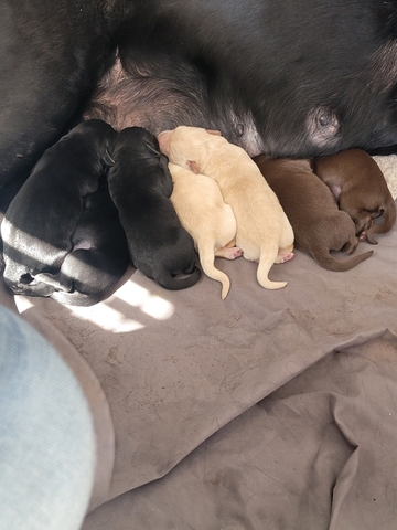 AKC lab puppies!!! - Nex-Tech Classifieds
