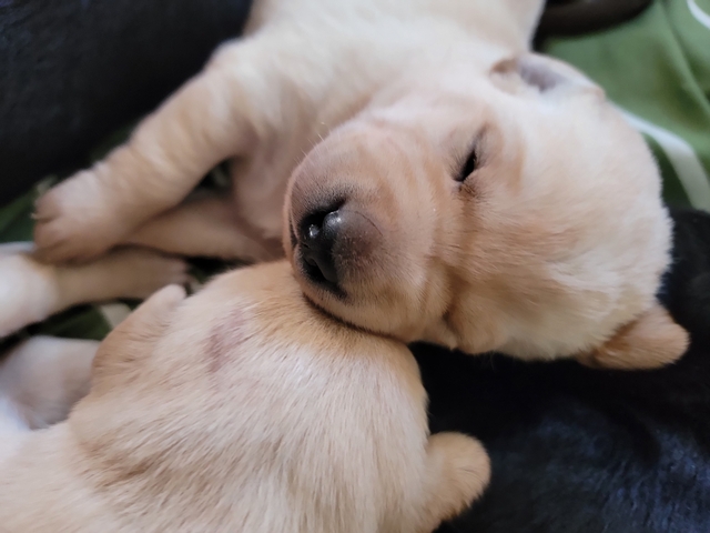 AKC lab puppies!!! - Nex-Tech Classifieds