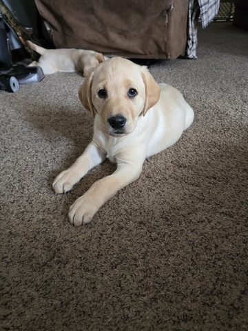 AKC lab puppies!!! READY TO GO! - Nex-Tech Classifieds