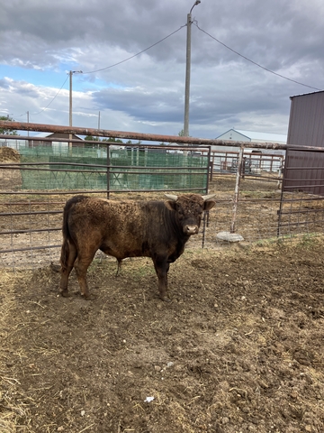 Dexter bull - Nex-Tech Classifieds