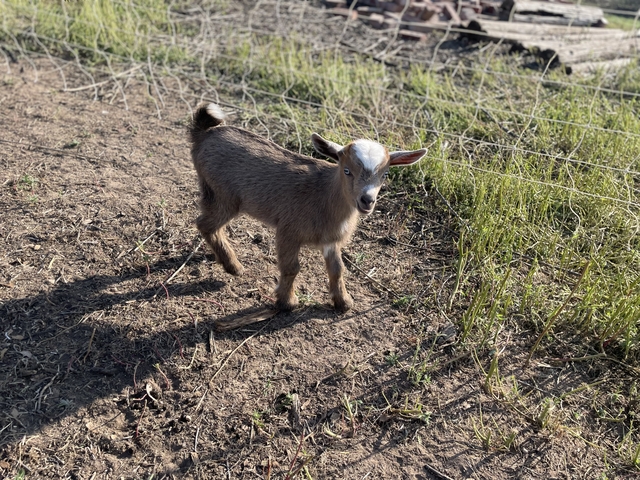 Goats for sale - Nex-Tech Classifieds