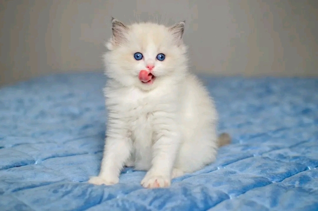 "Ragdoll Kittens for Sale – Sweet, Playful, and Ready - Nex-Tech ...