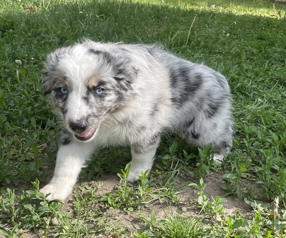 Mini aussie puppy - Nex-Tech Classifieds