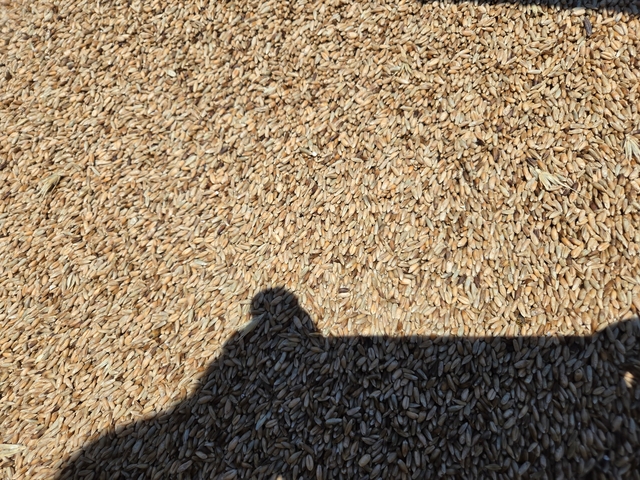 Elbon Rye Seed - Nex-Tech Classifieds