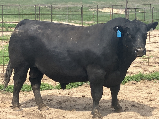Registered Angus Bulls - Nex-Tech Classifieds