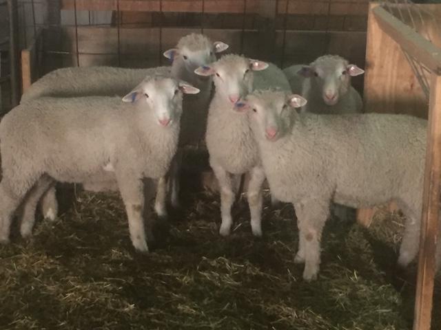 Polypay Breeding Stock - Nex-Tech Classifieds