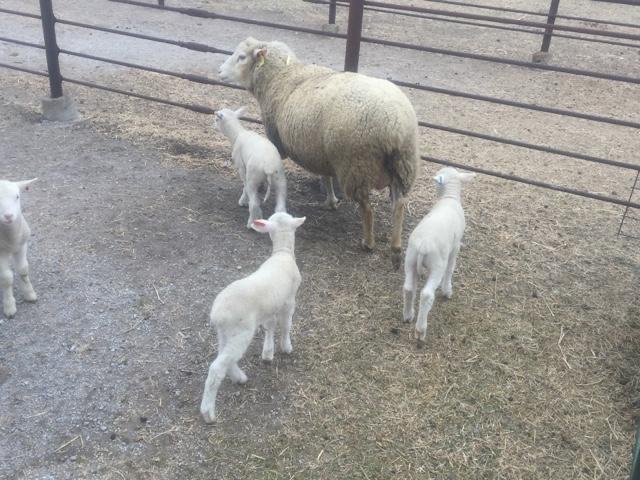 Polypay Breeding Stock - Nex-Tech Classifieds