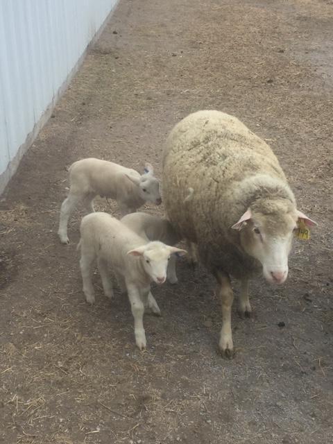 Polypay Breeding Stock - Nex-Tech Classifieds