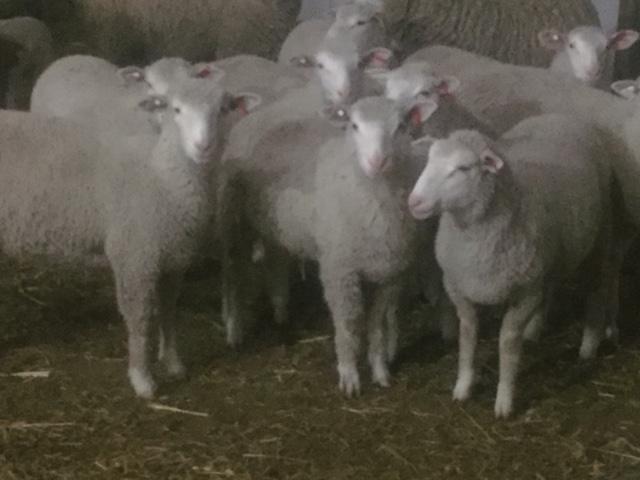 Polypay Breeding Stock - Nex-Tech Classifieds