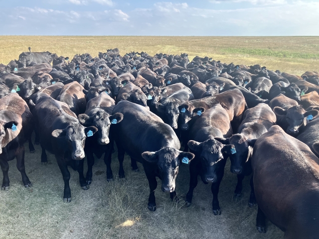35 100% AI-Bred Black Angus Bred Heifers - Nex-Tech Classifieds